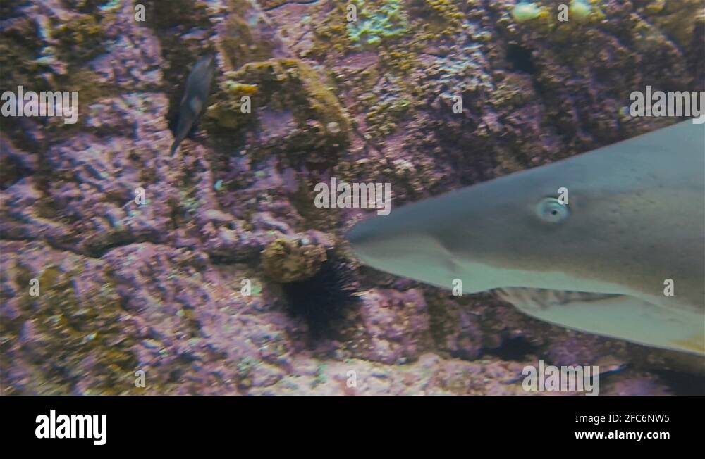 Sharp teeth shark Stock Videos & Footage - HD and 4K Video Clips - Alamy