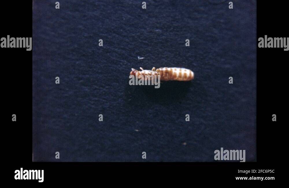 1930s: Top down view of termite. Side view of termite on paper ...