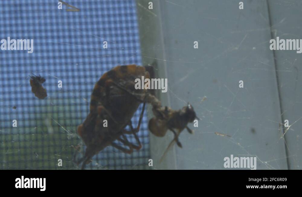 Spider animals Stock Videos & Footage - HD and 4K Video Clips - Alamy
