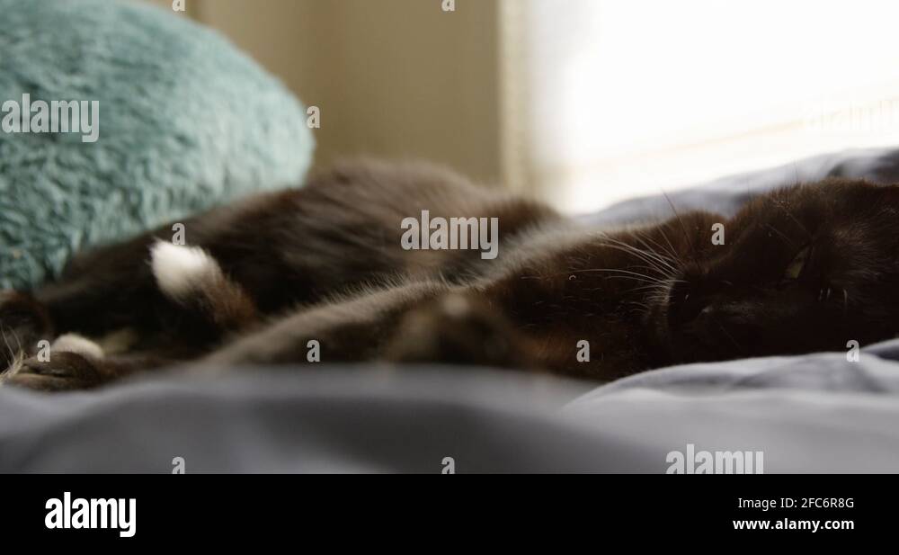 Beautiful young black cat yawning and stretching in slow motion 4K ...