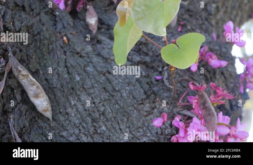 Cercis canadensis purple leaf Stock Videos & Footage - HD and 4K Video ...