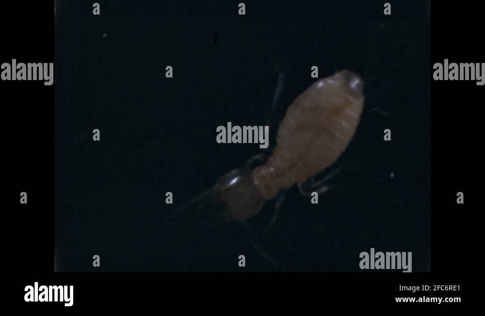 1930s: Termite nymphs squirm and move their legs and antennae Stock ...