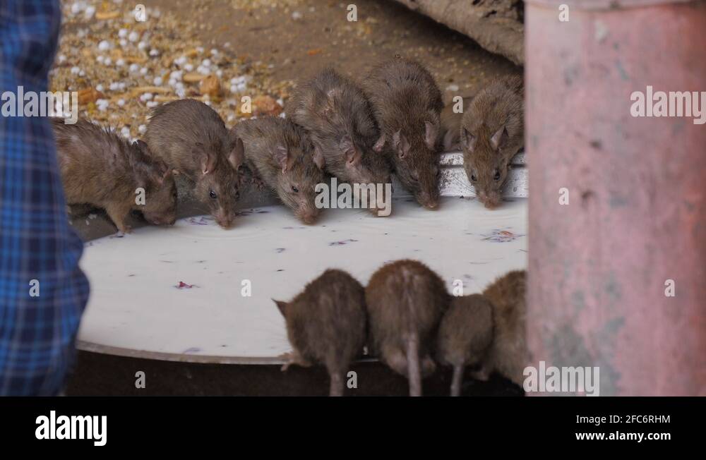 Rats temple Stock Videos & Footage - HD and 4K Video Clips - Alamy