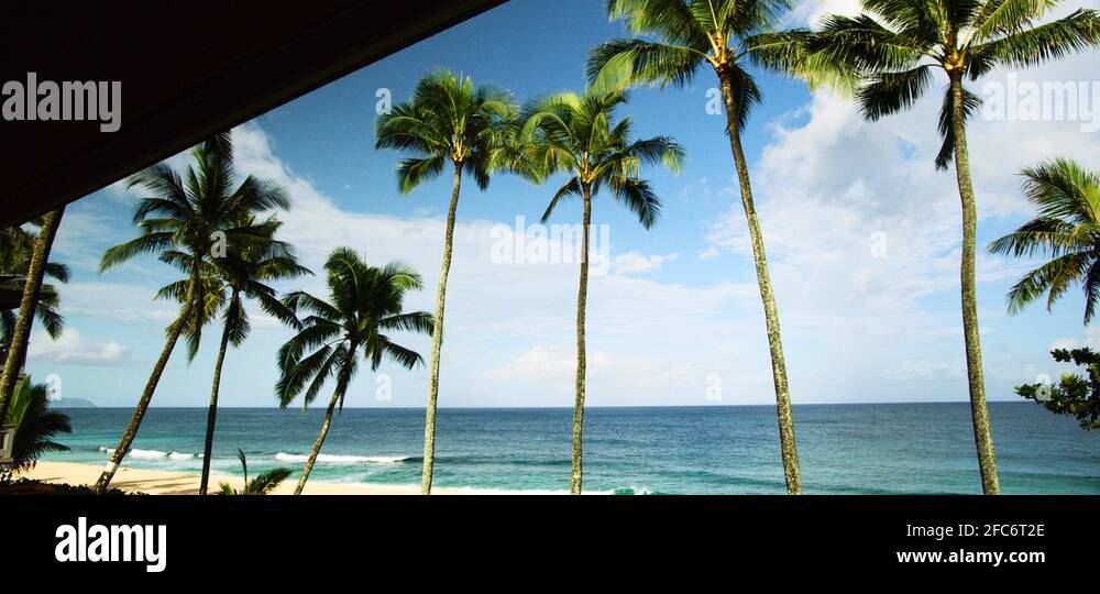 Pan of Palm Trees in Front of a Beach - Oahu, Hawaii (Shot on RED Stock ...
