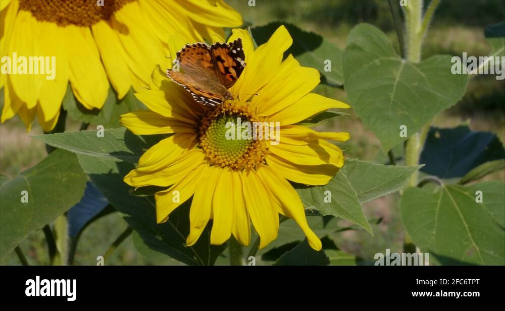 Sunflower wildlife Stock Videos & Footage - HD and 4K Video Clips - Alamy
