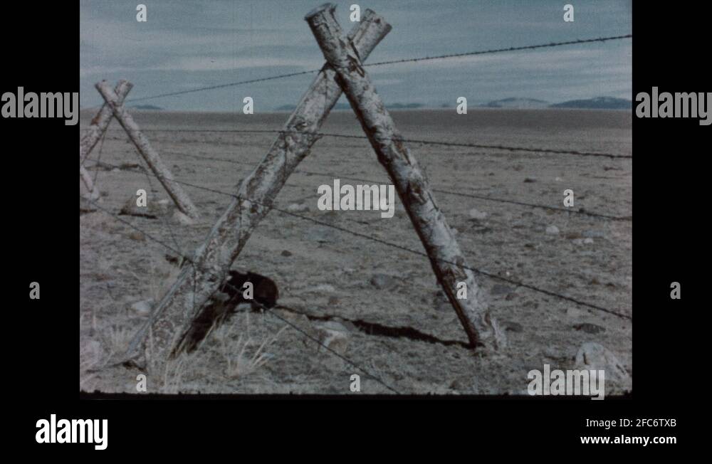 Forest blight Stock Videos & Footage - HD and 4K Video Clips - Alamy