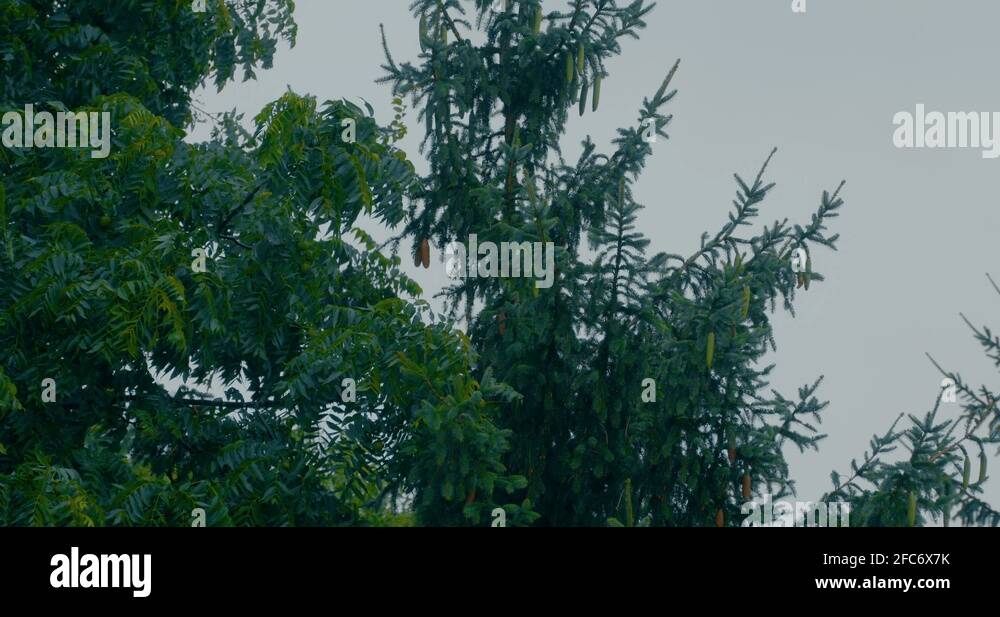 Rainstorm trees Stock Videos & Footage - HD and 4K Video Clips - Alamy