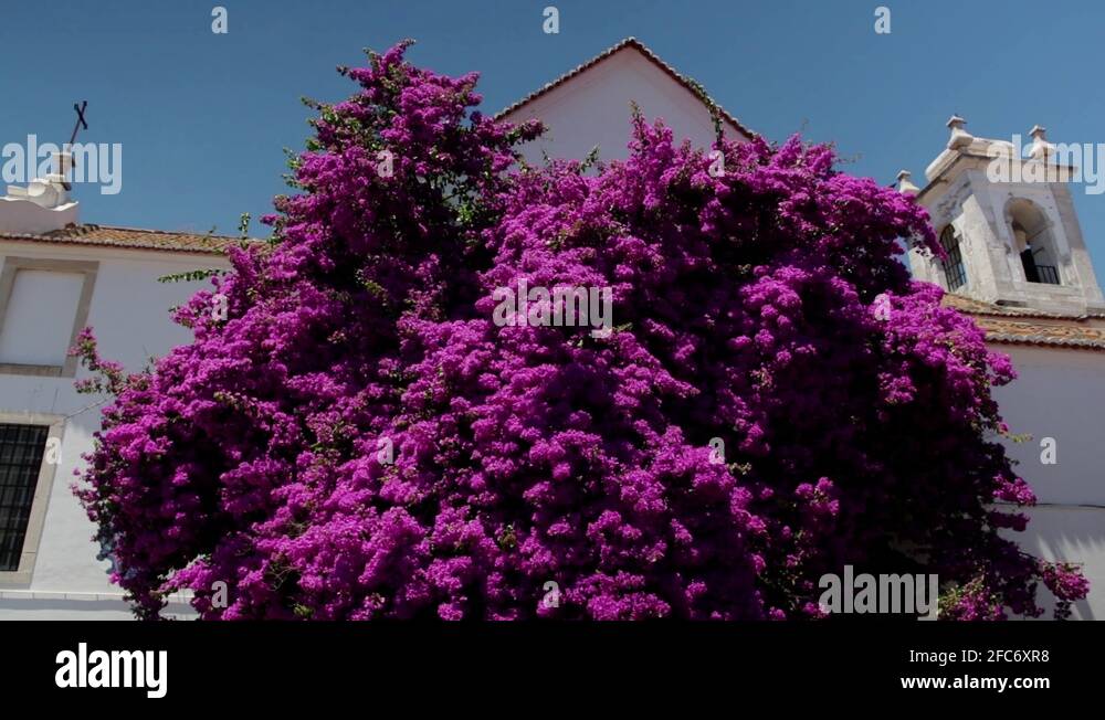 Bougainvillea lisbon Stock Videos & Footage - HD and 4K Video Clips - Alamy