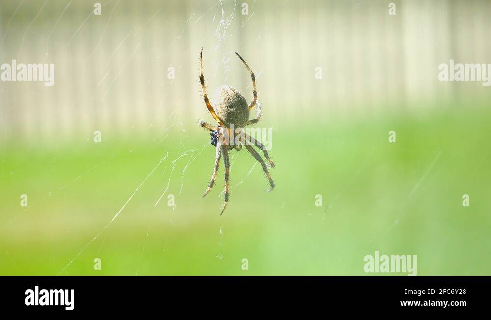 Spider injecting venom Stock Videos & Footage - HD and 4K Video Clips ...