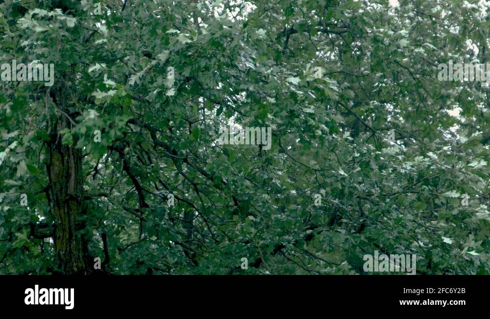 Heavy oak tree Stock Videos & Footage - HD and 4K Video Clips - Alamy
