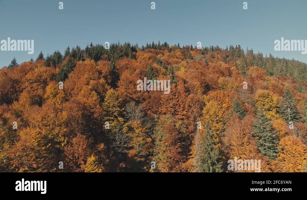 Different colour trees Stock Videos & Footage - HD and 4K Video Clips ...