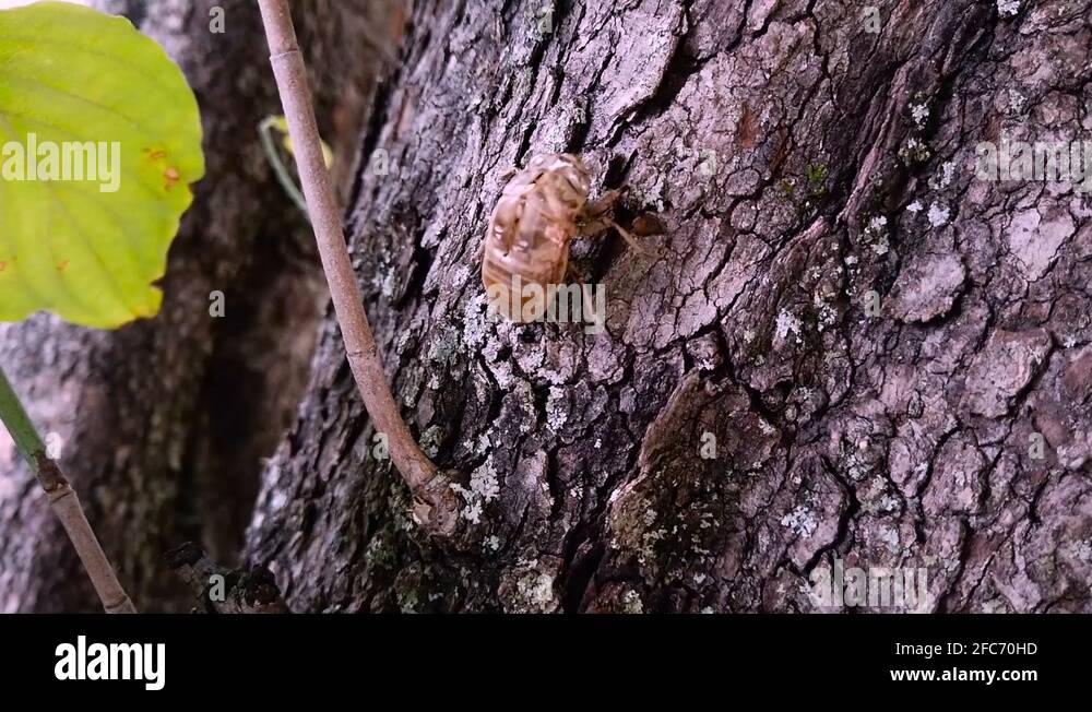 Cicada shell on tree Stock Videos & Footage - HD and 4K Video Clips - Alamy