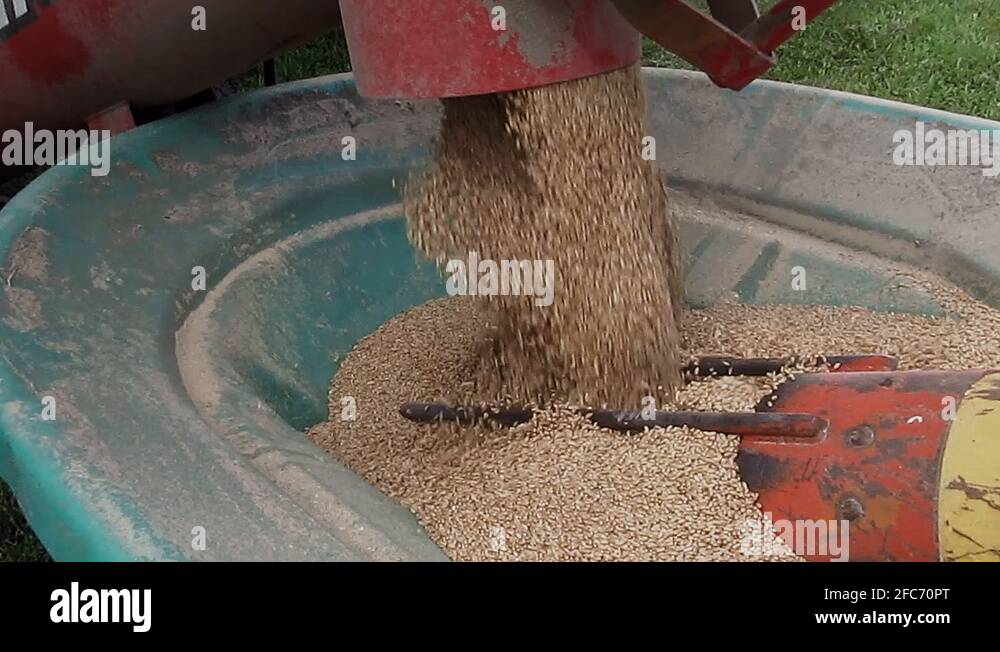 Grain fill Stock Videos & Footage - HD and 4K Video Clips - Alamy