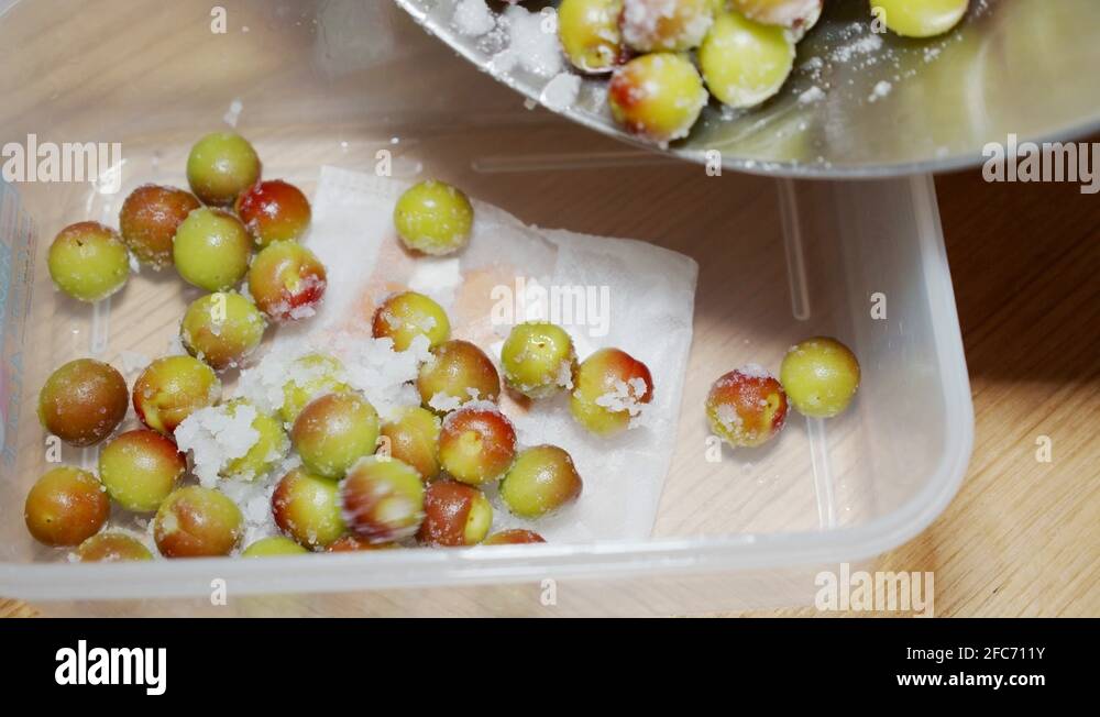 A Japanese female chef putting salted Japanese Ume (making UMEBOSHI) at ...