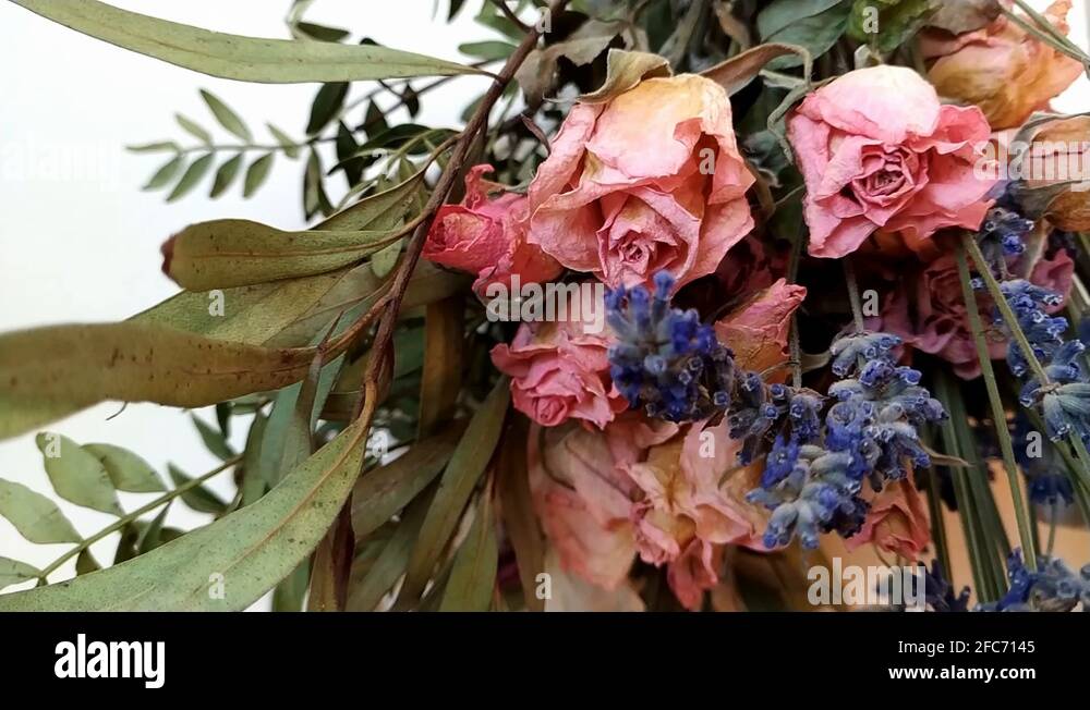 Compound flowers Stock Videos & Footage - HD and 4K Video Clips - Alamy