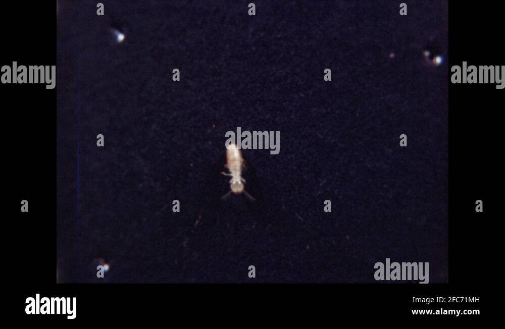 1930s: Termite nymphs crawls across paper background. Termites move ...