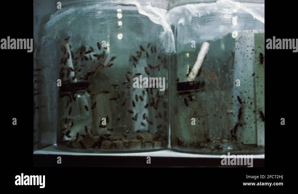 Insect cages Stock Videos & Footage - HD and 4K Video Clips - Alamy