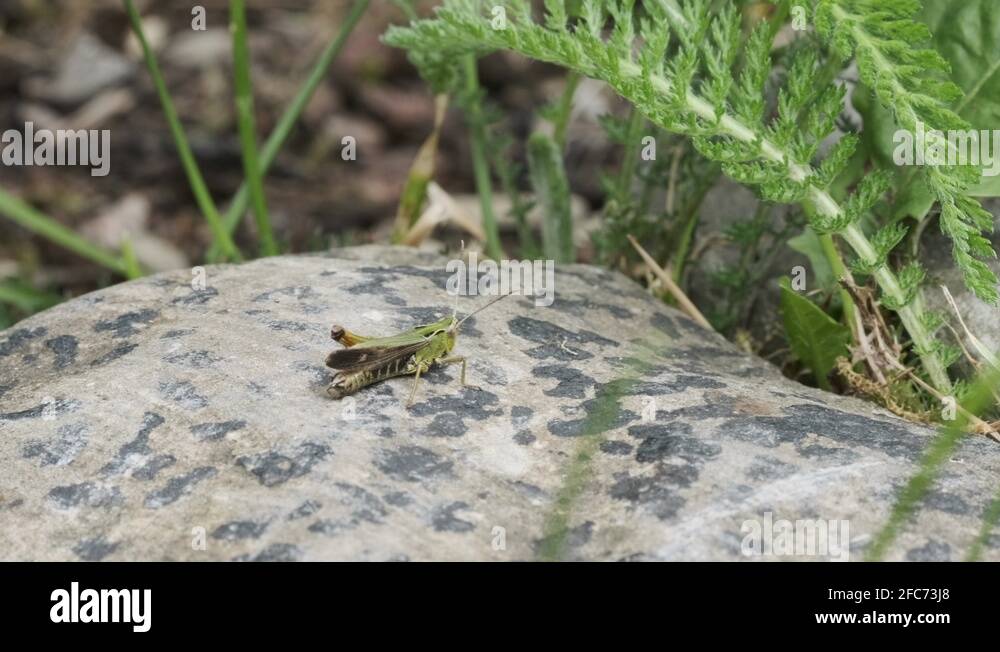 Grasshopper feelers Stock Videos & Footage - HD and 4K Video Clips - Alamy