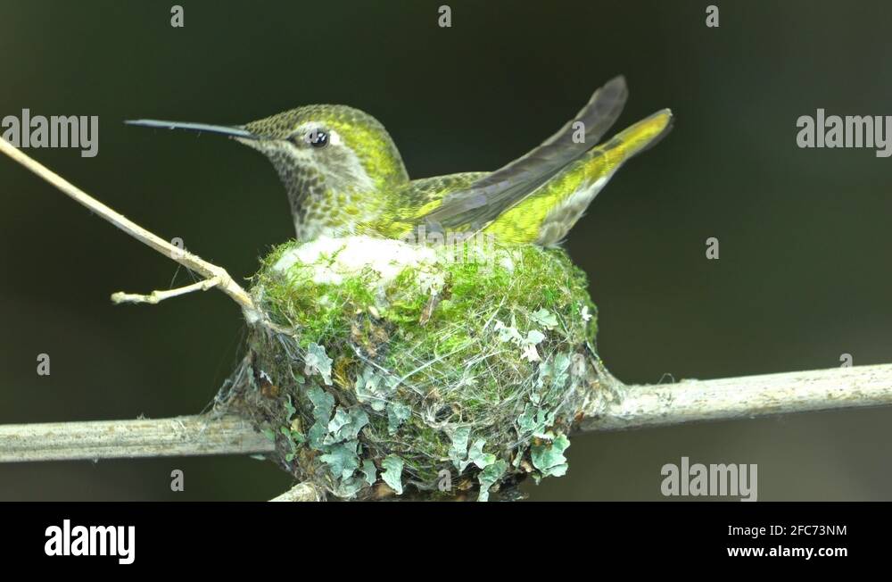 Fauna hummingbird Stock Videos & Footage - HD and 4K Video Clips - Alamy