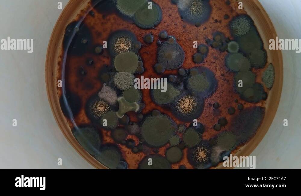 Penicillium notatum Stock Videos & Footage - HD and 4K Video Clips - Alamy