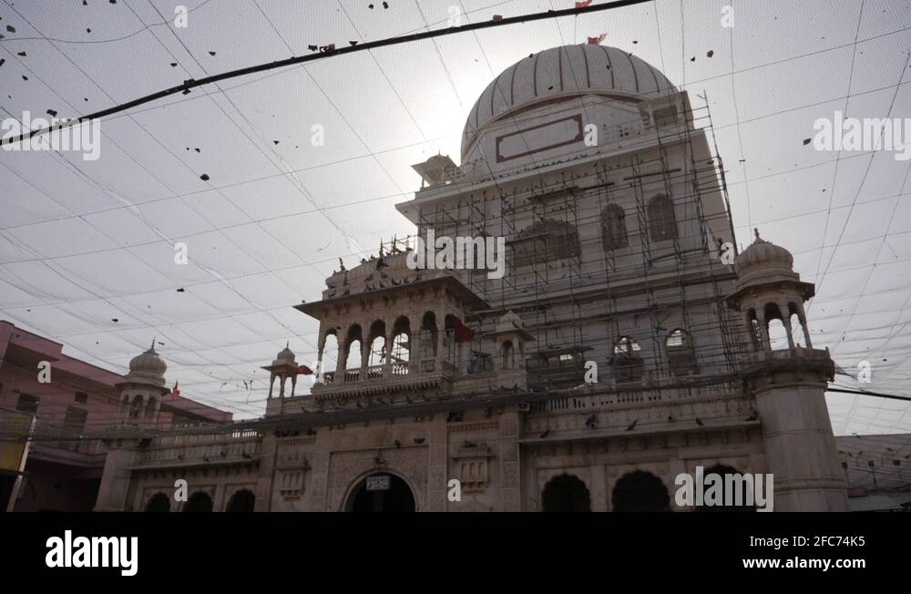 Indian mice Stock Videos & Footage - HD and 4K Video Clips - Alamy