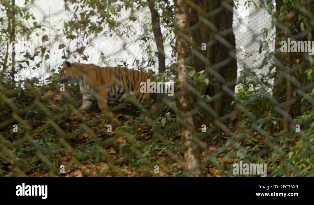 Iucn red book Stock Videos & Footage - HD and 4K Video Clips - Alamy