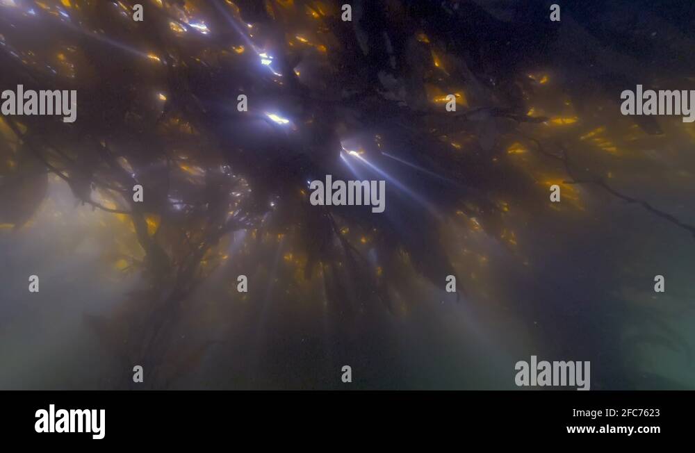 Wide Angle of Sun Rays Trying to Shine Through the Seaweed in the Ocean ...