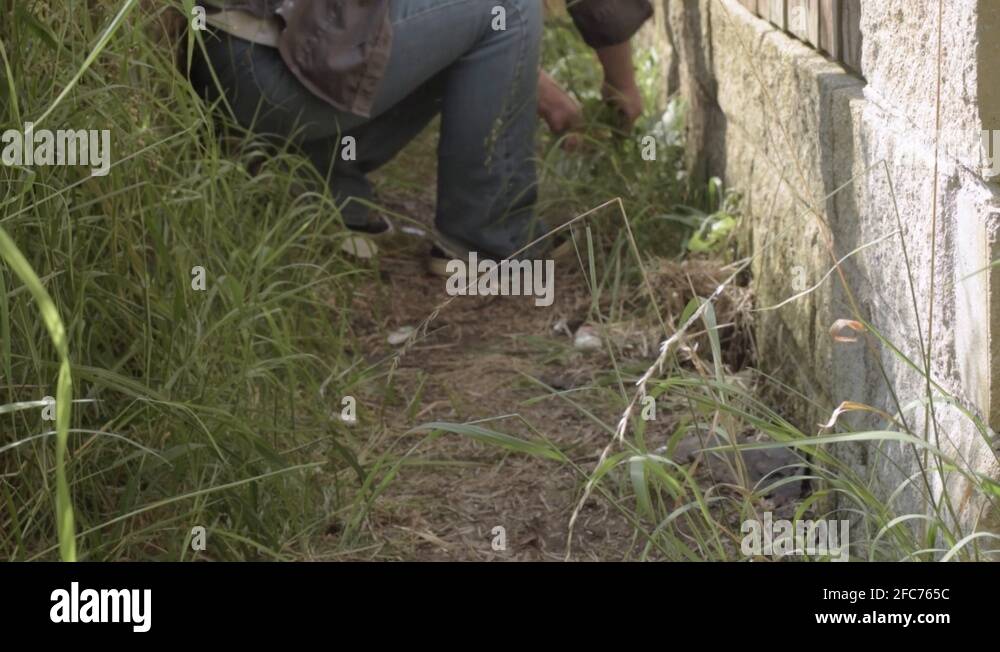 Care of roots Stock Videos & Footage - HD and 4K Video Clips - Alamy