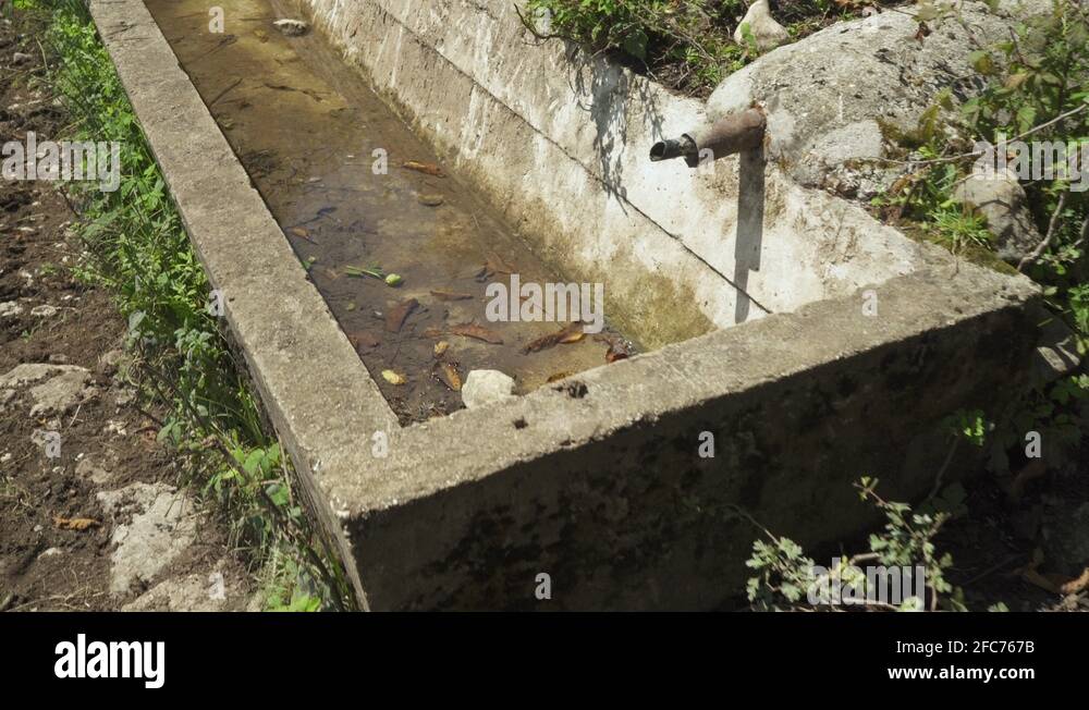 Water for the animals Stock Videos & Footage - HD and 4K Video Clips ...