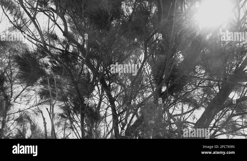 Black and white sun rays woodland Stock Videos & Footage - HD and 4K ...