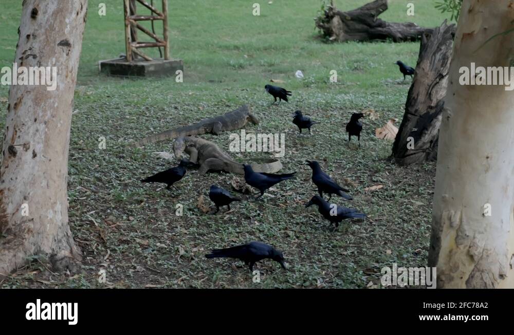 Meat eating birds Stock Videos & Footage - HD and 4K Video Clips - Alamy