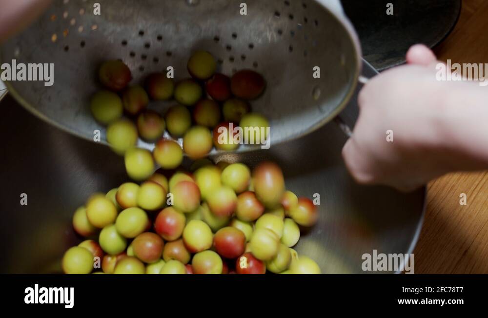 A Japanese female chef adding salt over Japanese Ume (making UMEBOSHI ...