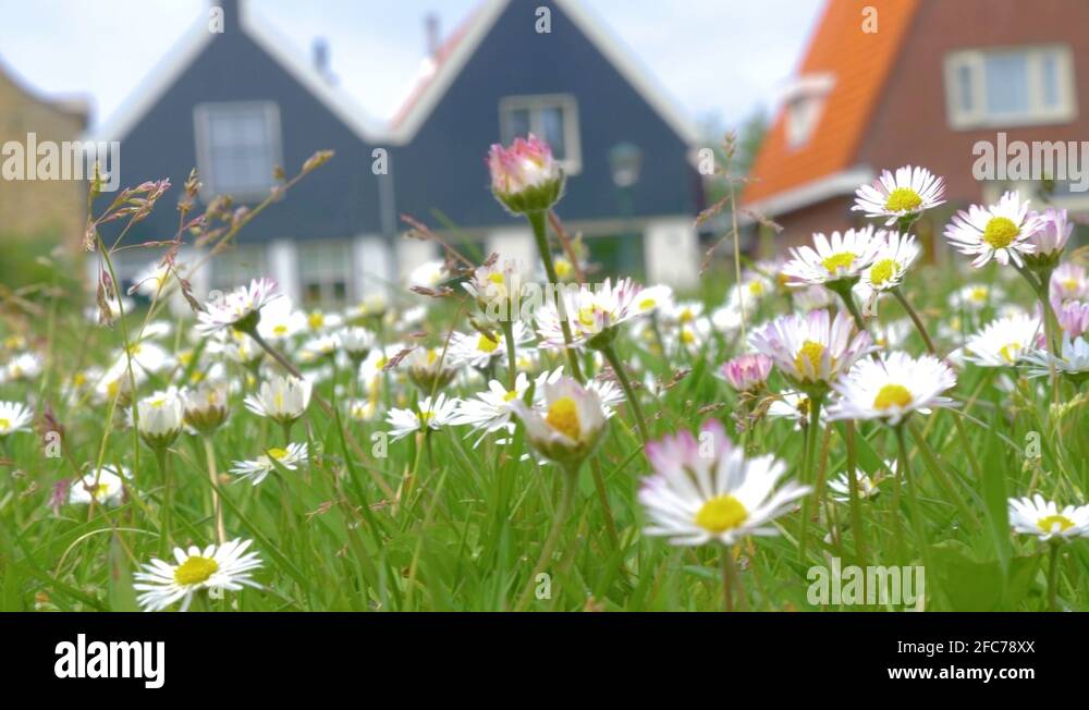 Green lawn full of daisy flowers with typical Dutch houses in the Stock ...