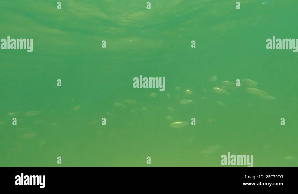 Fish wave underwater Stock Videos & Footage - HD and 4K Video Clips - Alamy