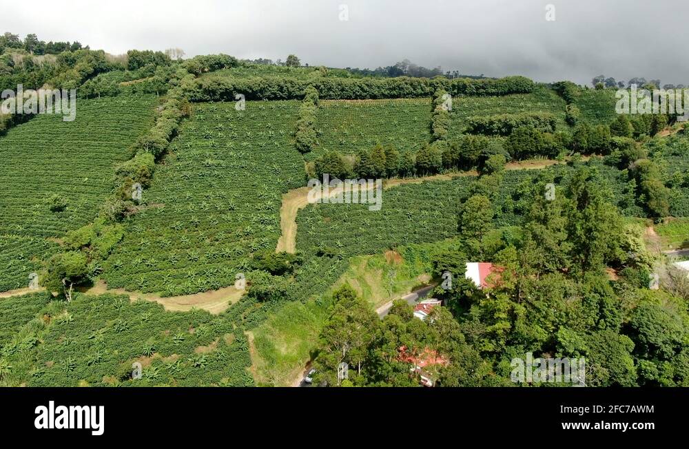Coffee plants costa rica Stock Videos & Footage - HD and 4K Video Clips ...