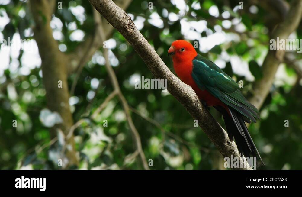 Australian king parrot Stock Videos & Footage - HD and 4K Video Clips ...