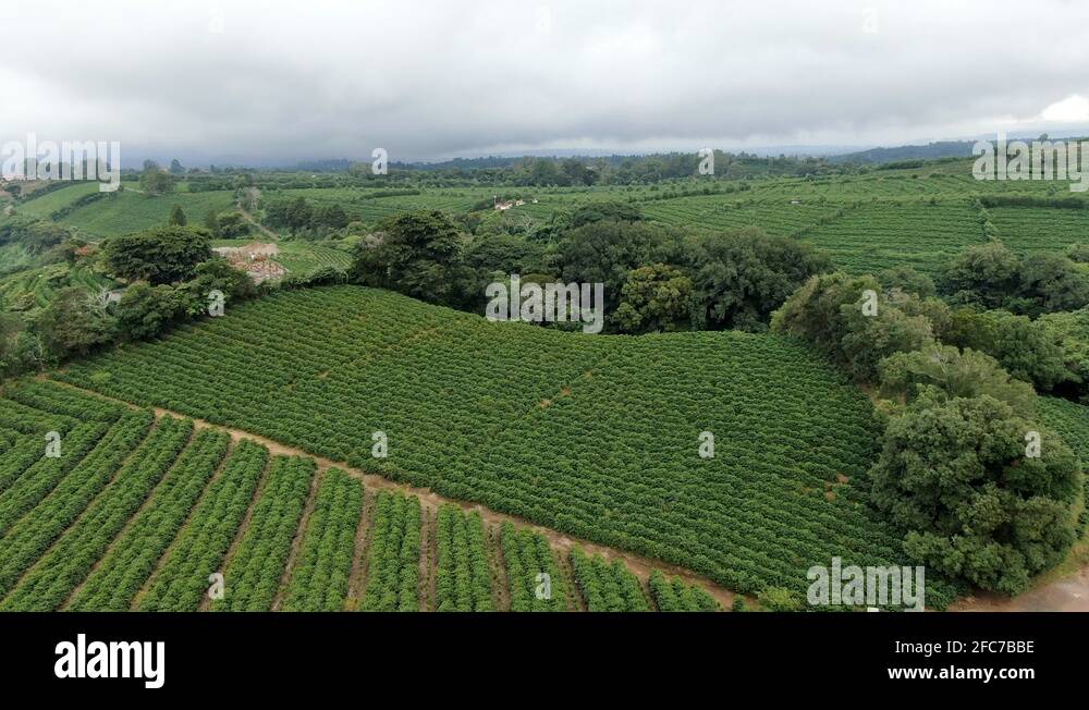 Costa rica coffee plantation Stock Videos & Footage - HD and 4K Video ...