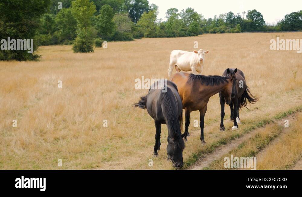 Cow horses Stock Videos & Footage - HD and 4K Video Clips - Alamy