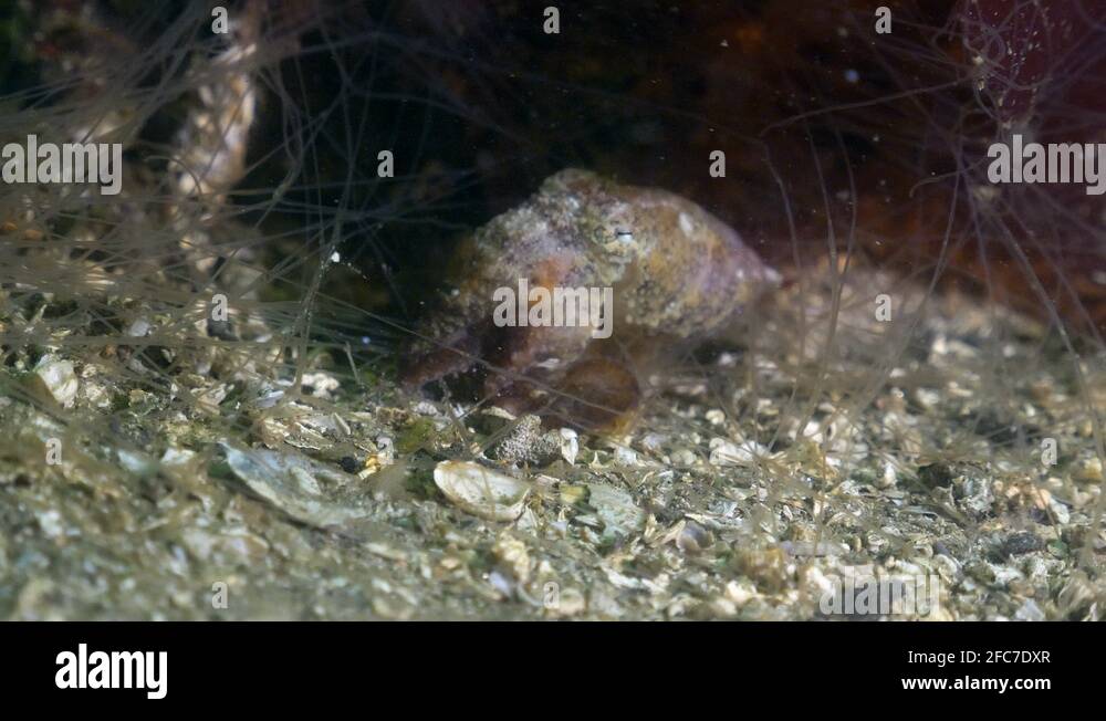 Underwater shells ocean floor Stock Videos & Footage - HD and 4K Video ...