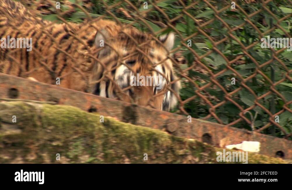 Bengal culture Stock Videos & Footage - HD and 4K Video Clips - Alamy