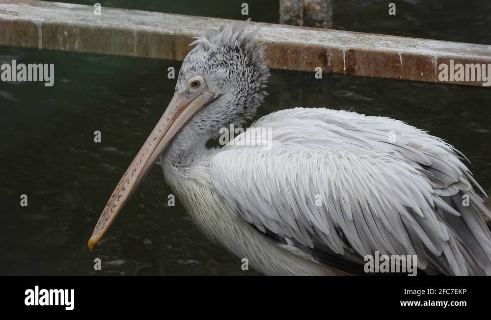 Nose bird Stock Videos & Footage - HD and 4K Video Clips - Alamy