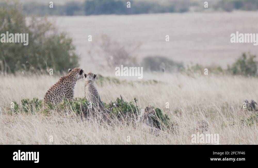 Cheetah on savanna Stock Videos & Footage - HD and 4K Video Clips - Alamy