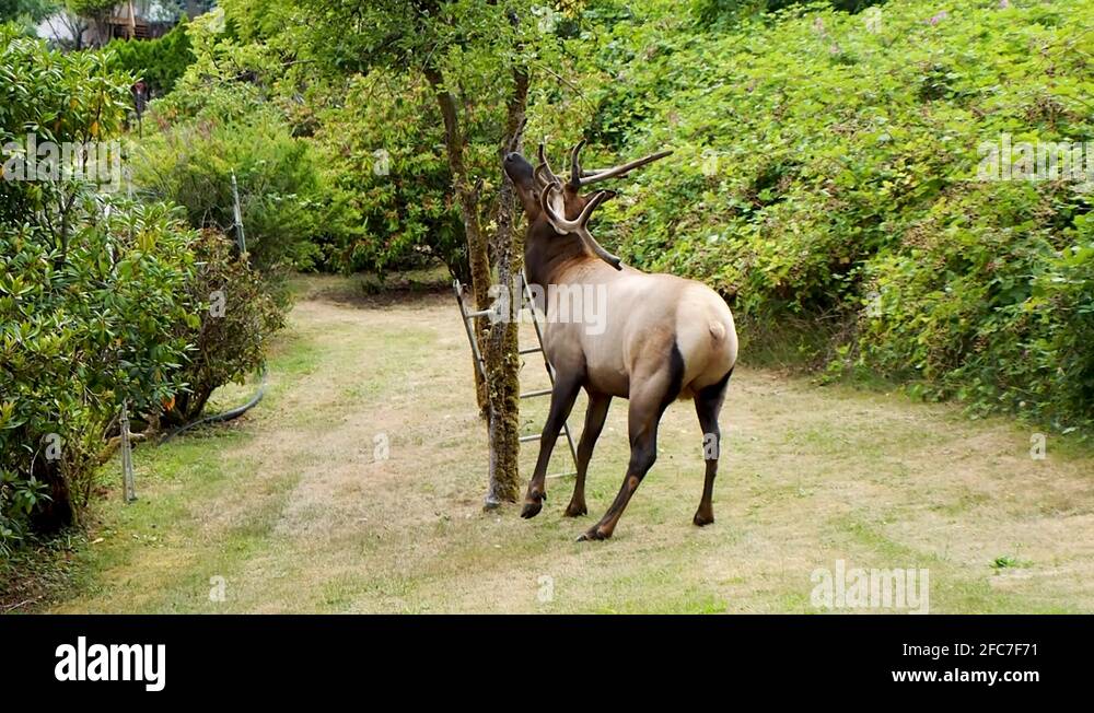 Elk eating tree Stock Videos & Footage - HD and 4K Video Clips - Alamy