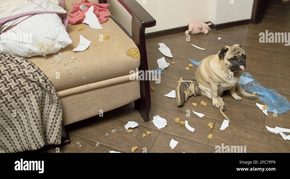 Pug dog made a house mess, home alone. Stress without owner. Bad Dog ...