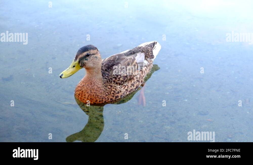 Duck swimming on water Stock Videos & Footage - HD and 4K Video Clips ...