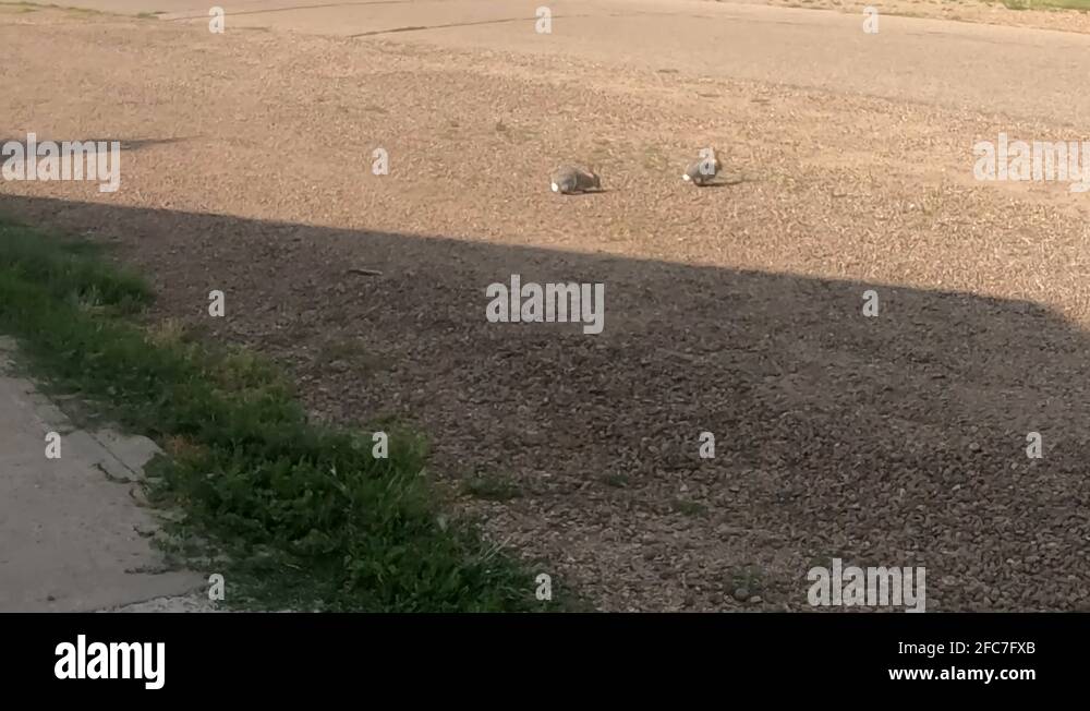 Rabbits in road Stock Videos & Footage - HD and 4K Video Clips - Alamy
