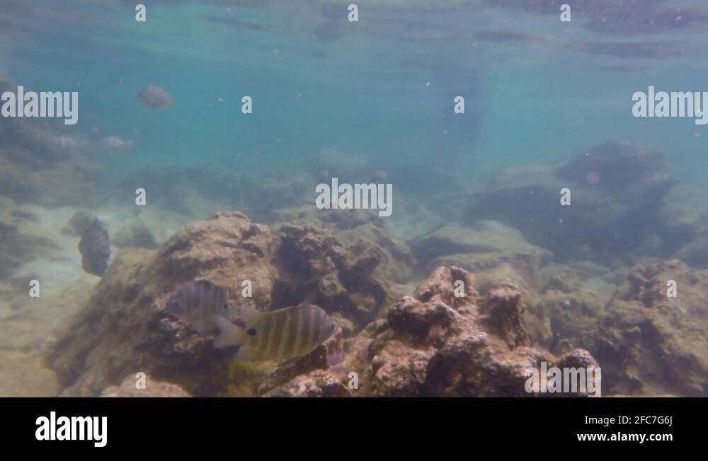 Oahu fish Stock Videos & Footage - HD and 4K Video Clips - Alamy