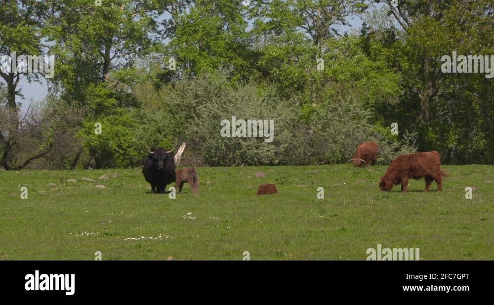 Scottish nature reserve Stock Videos & Footage - HD and 4K Video Clips ...