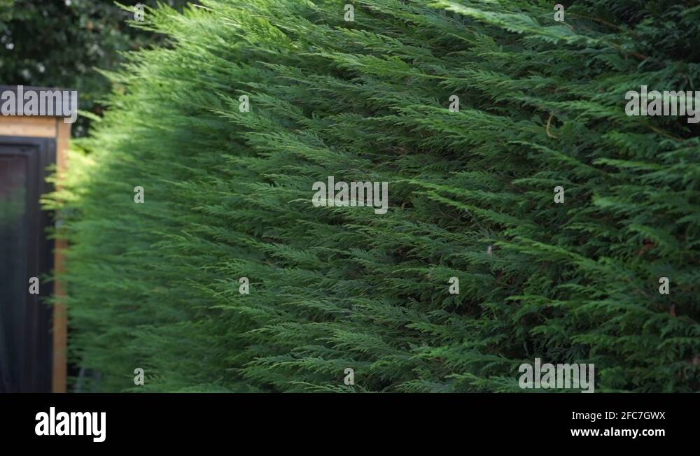 Overgrown hedge Stock Videos & Footage - HD and 4K Video Clips - Alamy