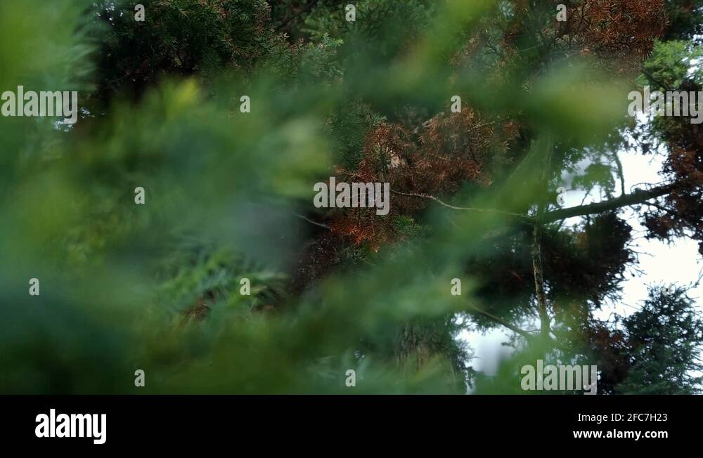 Juniper tree bark Stock Videos & Footage - HD and 4K Video Clips - Alamy